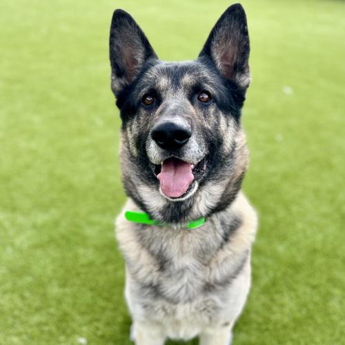 german shepherd grey muzzle