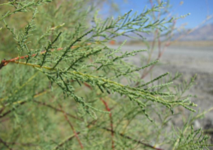 War on Weeds: Saltcedar | Pests & Weeds | postregister.com