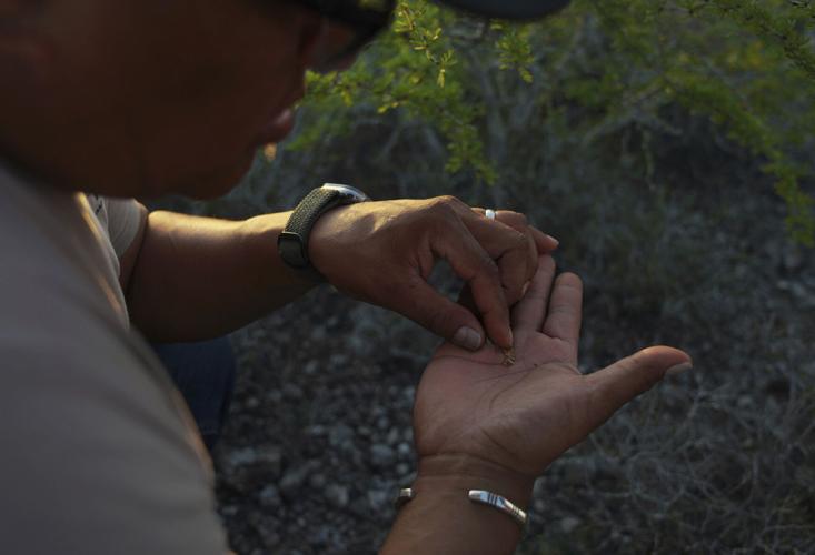 Peyote sacred to Native Americans threatened by psychedelic renaissance ...