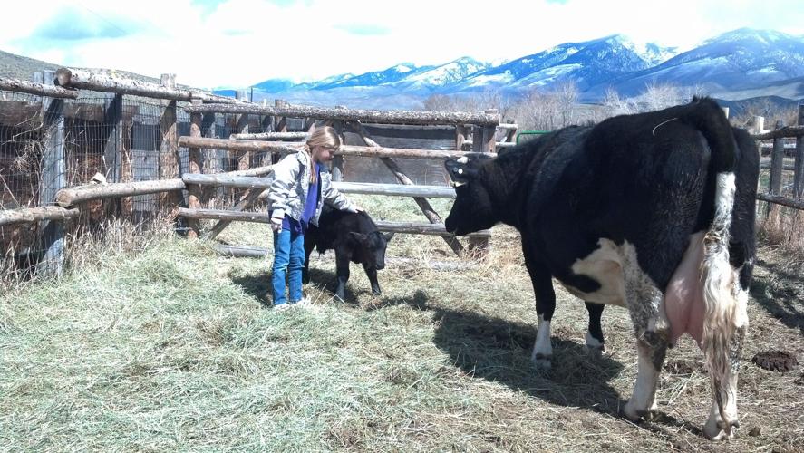 Barnyard Basics: Inspiration from anywhere, including cows | Western ...