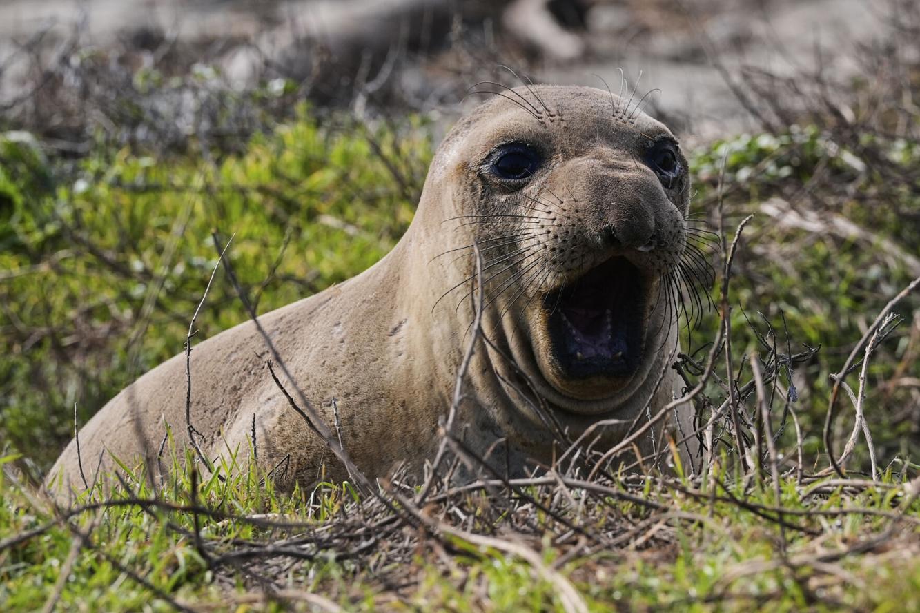 APTOPIX US Elephant Seals | National News | postregister.com