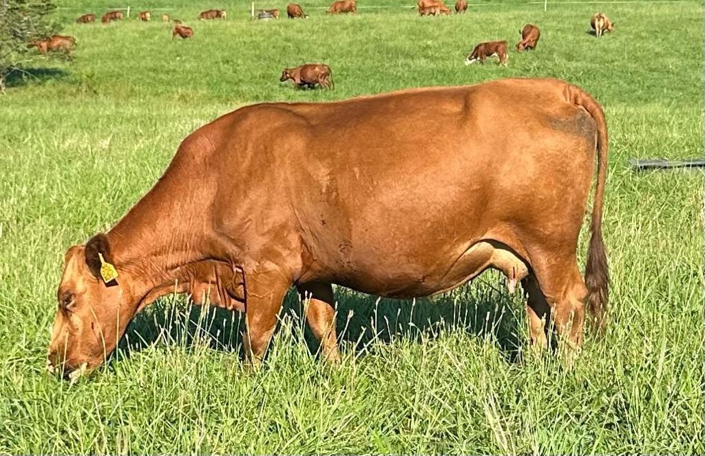 barzona cattle origin