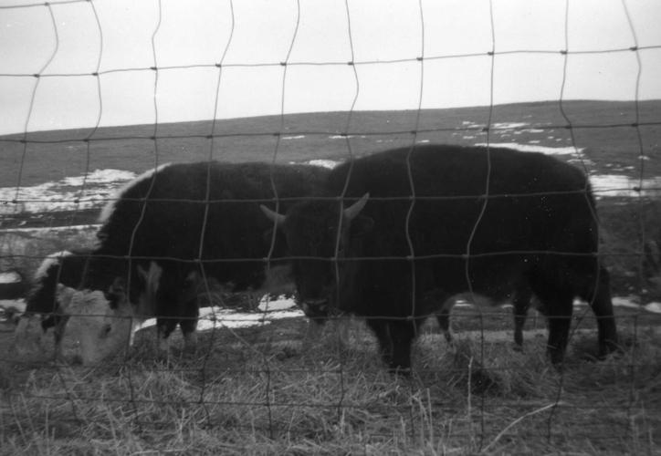 Barnyard Basics: Bison-cattle crossbreeding | Columnists | postregister.com