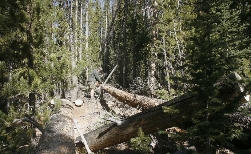 Forest trail clearing gets boost from nonprofit grant funds | News ...