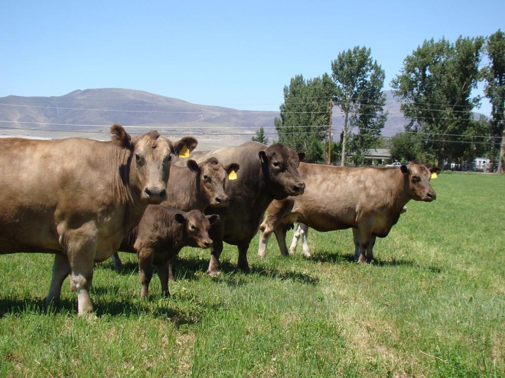 murray grey cattle origin