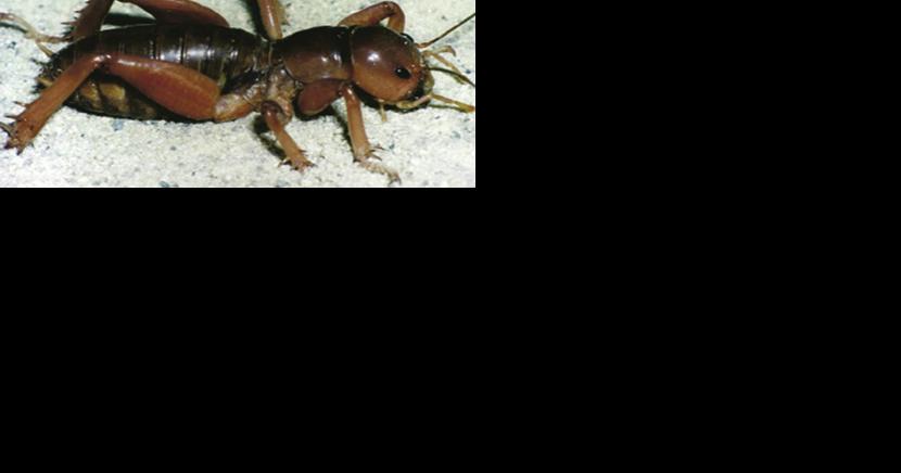 potato bug do crickets bite