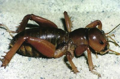 giant cricket bug
