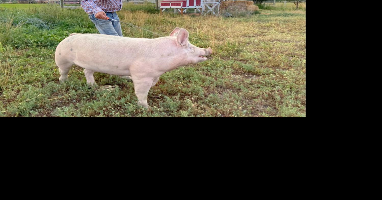 4-H Feature: Kael Cook | News | postregister.com