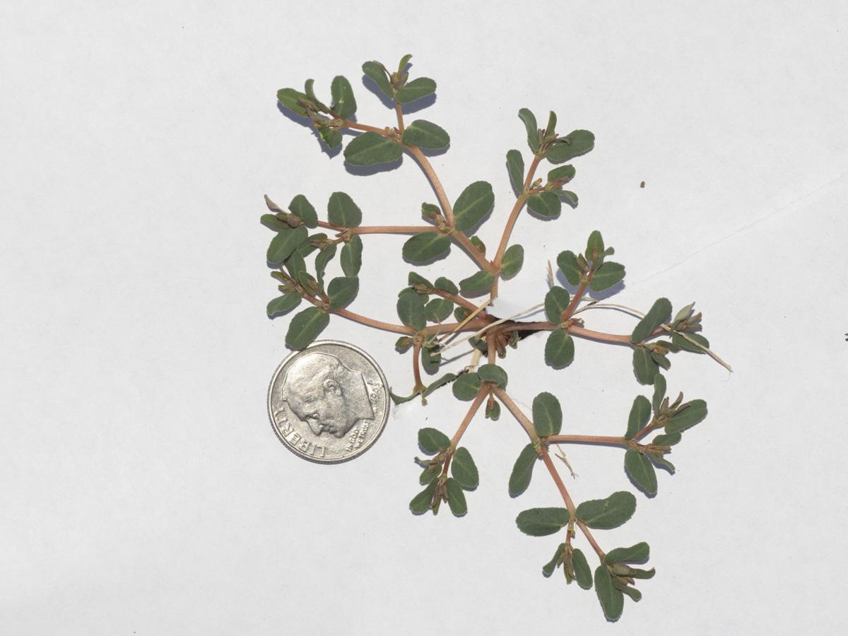 War on Weeds: Spotted spurge | War on Weeds | postregister.com