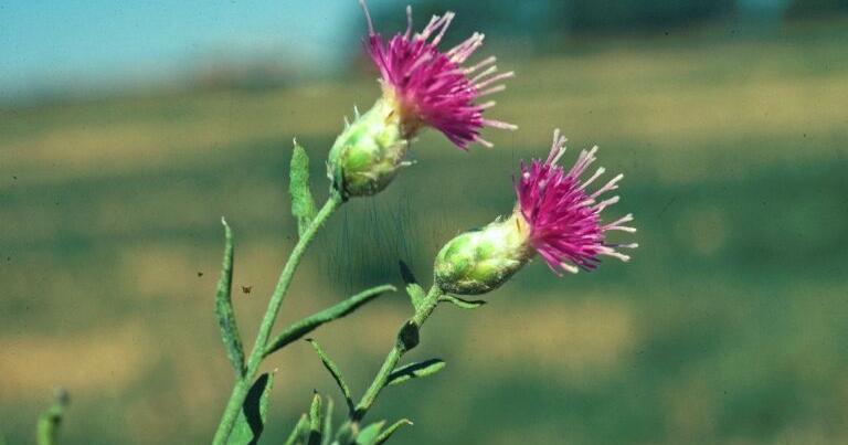 War on Weeds: Russian Knapweed | Farm & Ranch | postregister.com
