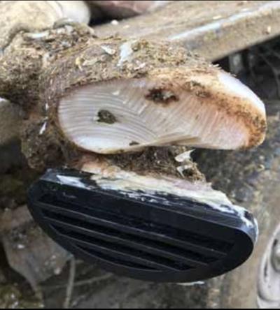 Barnyard Basics: Kuna 'cow farrier' provides dairy hoof care ...