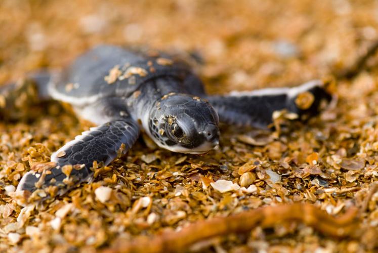 Survey: Endangered sea turtle populations show signs of recovery in ...
