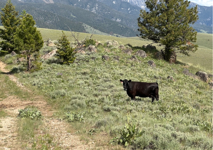 Barnyard Basics: There are many benefits from virtual fences | Western ...