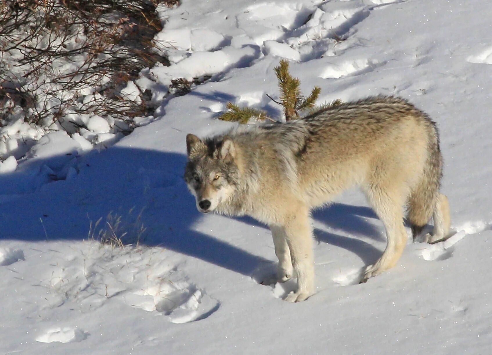 US House backs bill to remove gray wolves from endangered species list ...