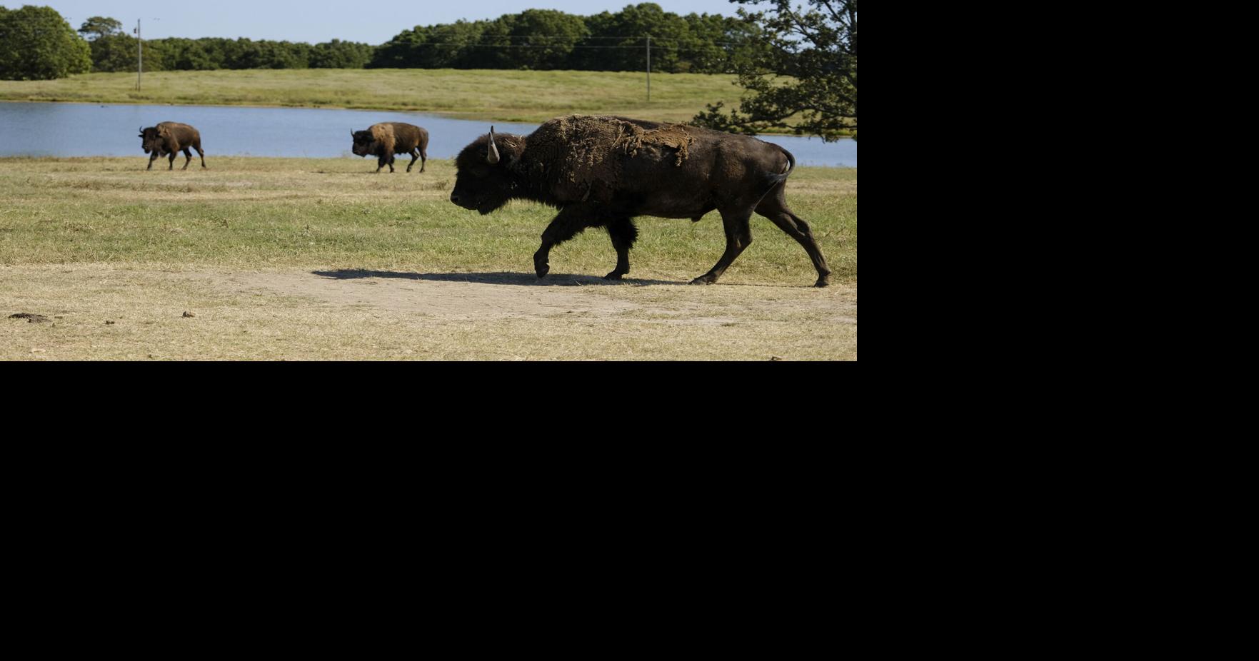 Bison's relocation to Native lands revives spiritual bond | News ...