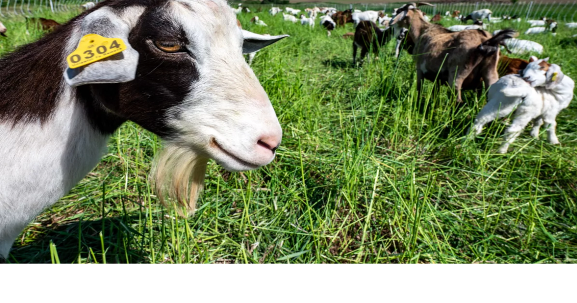 Versatile goats use their voracious appetites for more than just weed ...