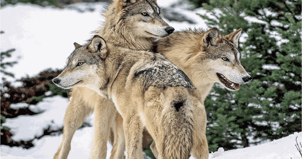 US House backs bill to remove gray wolves from endangered species list ...