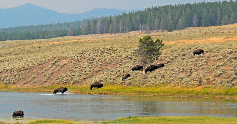 Tracing the history of bison | News | postregister.com