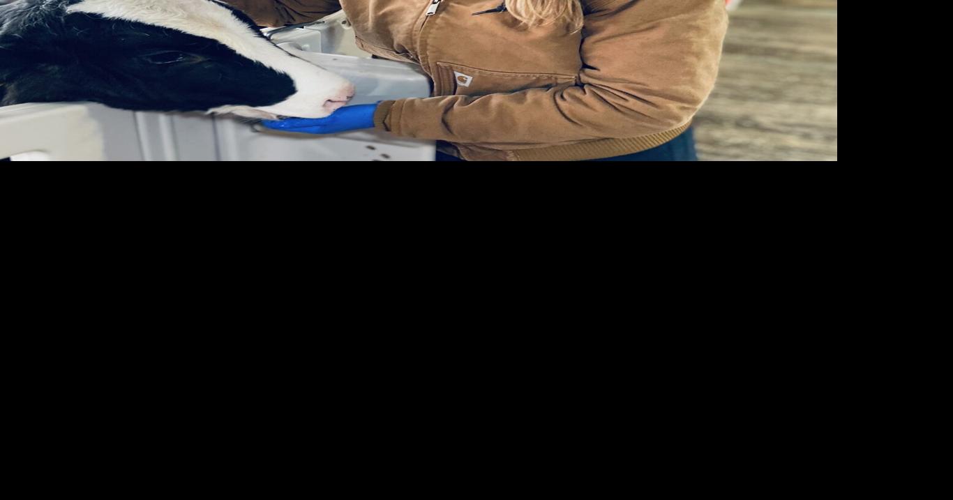 An udder success: U of I doctoral student studies ‘burning’ question ...