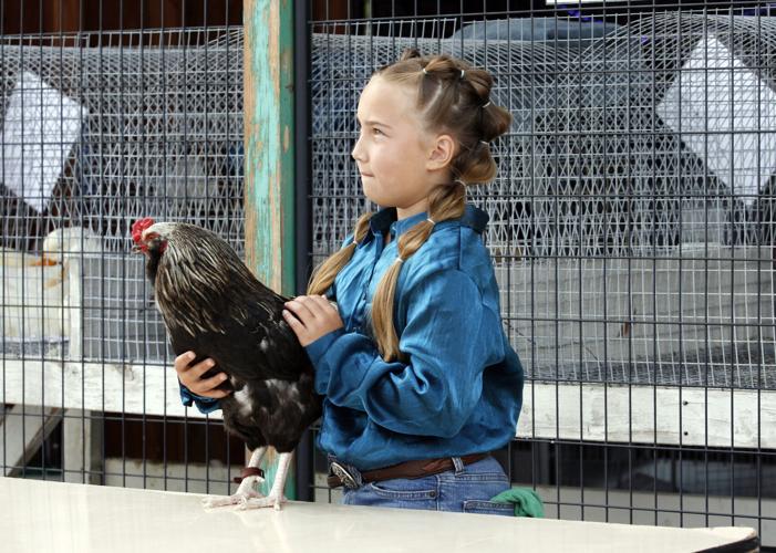 Return of poultry contest to Custer County Fair adds fun, noise | 4-H ...