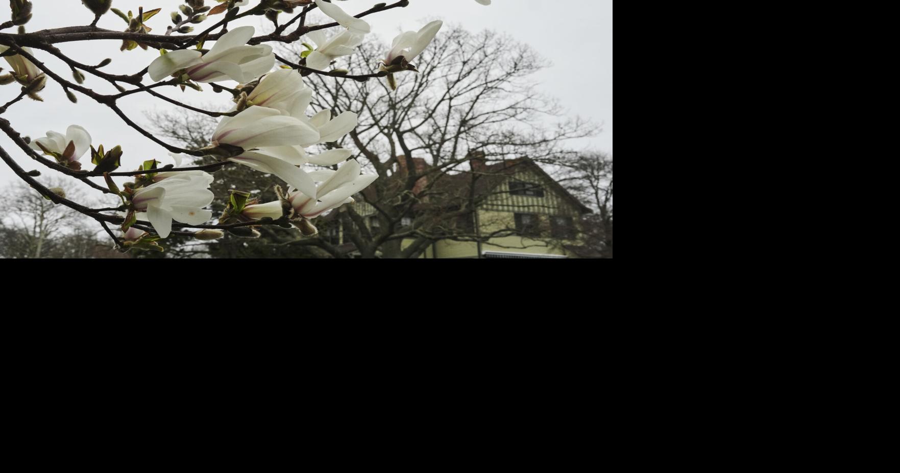 Climate Tree Equity | National News | postregister.com