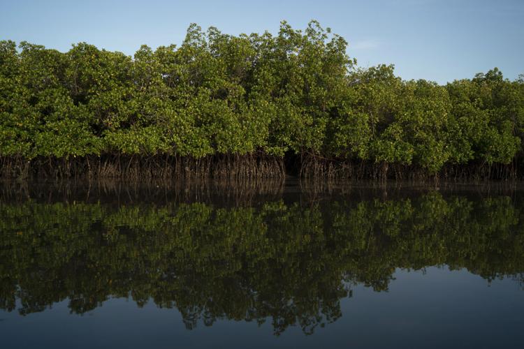 Growing African mangrove forests aim to combat climate woes | Features ...