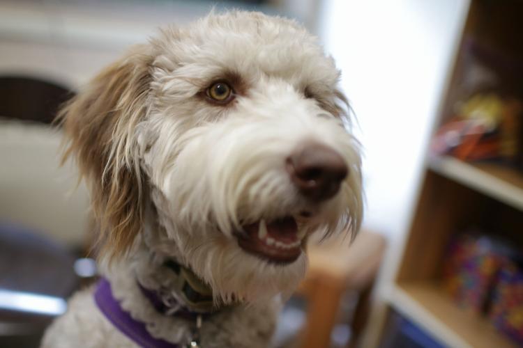 District 93's first therapy dog embraced by students and staff ...