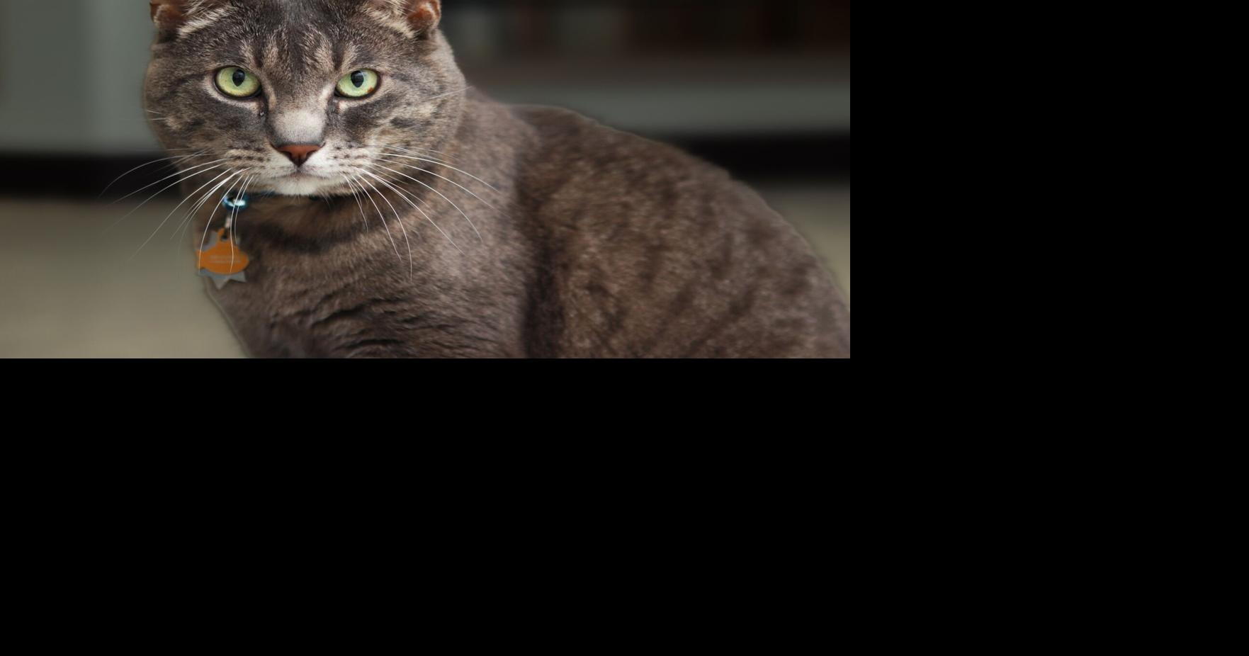 I.F. Animal Shelter celebrating mascot Nigel’s 10th birthday Saturday ...