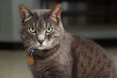 I.F. Animal Shelter celebrating mascot Nigel’s 10th birthday Saturday ...