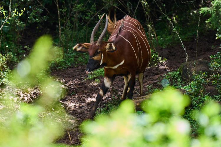 The ‘ghost of the forest’ makes a comeback in Kenya, in photos ...