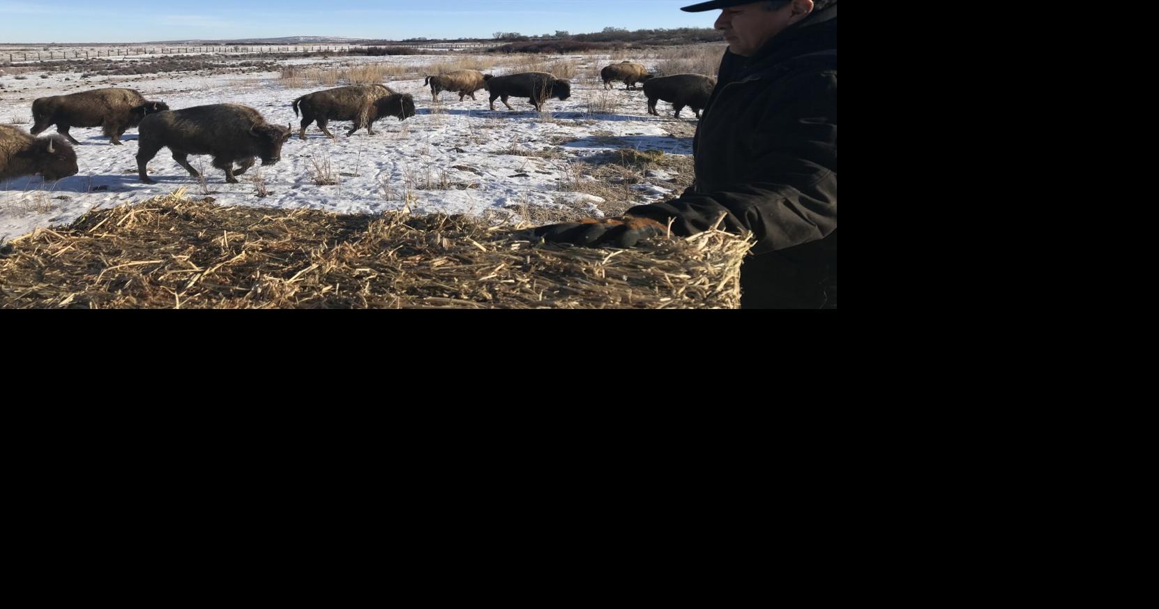 'STILL FIGHTING': Fort Hall doing its part to save bison from ...