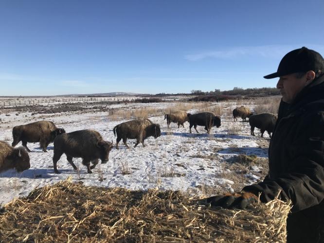 'STILL FIGHTING': Fort Hall doing its part to save bison from ...