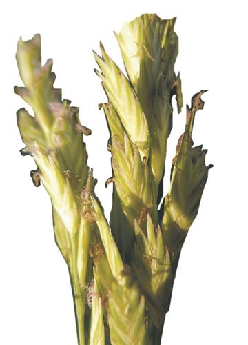 War on Weeds: Desert saltgrass | Columnists | postregister.com
