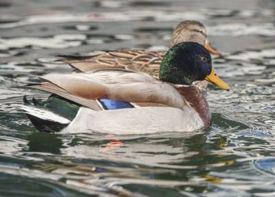 Mallards: common, but beautiful | Outdoors | postregister.com