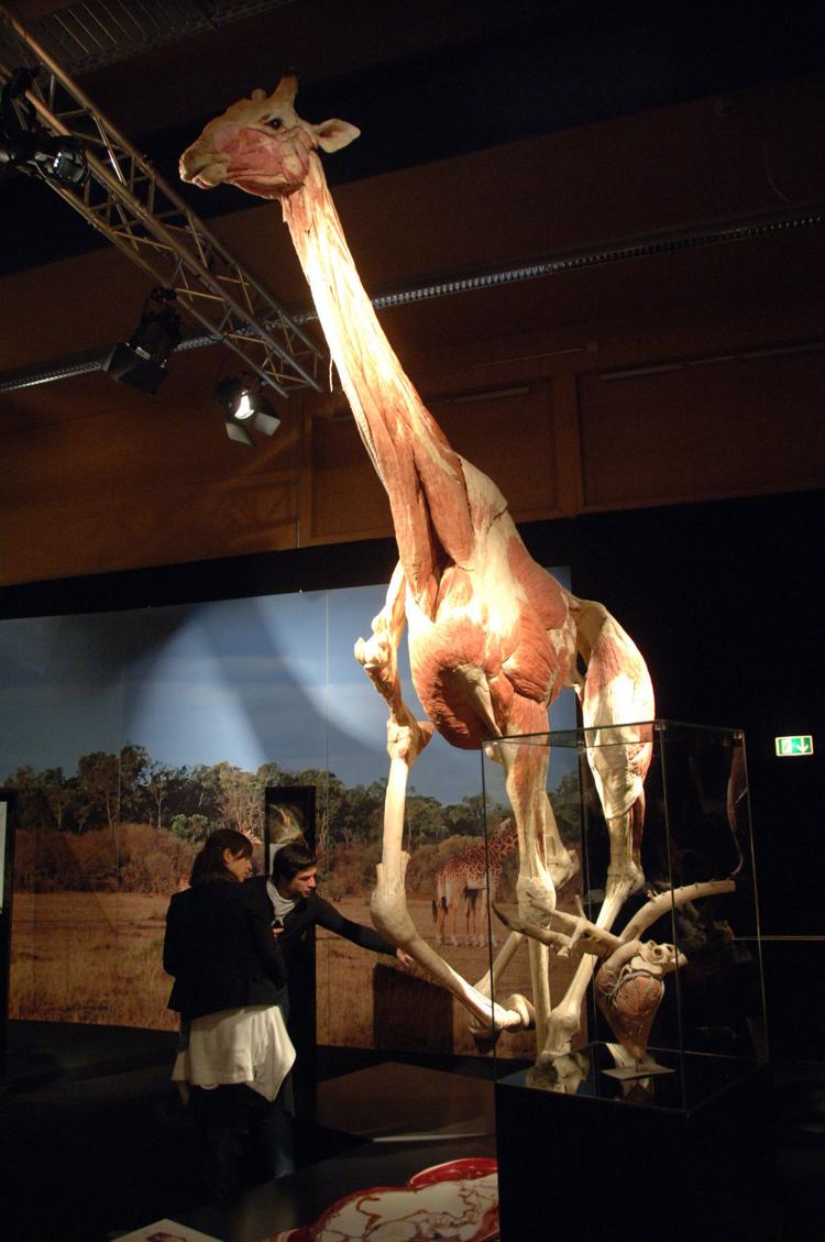 Body Worlds' animal exhibit coming to Museum of Idaho in June | Local ...