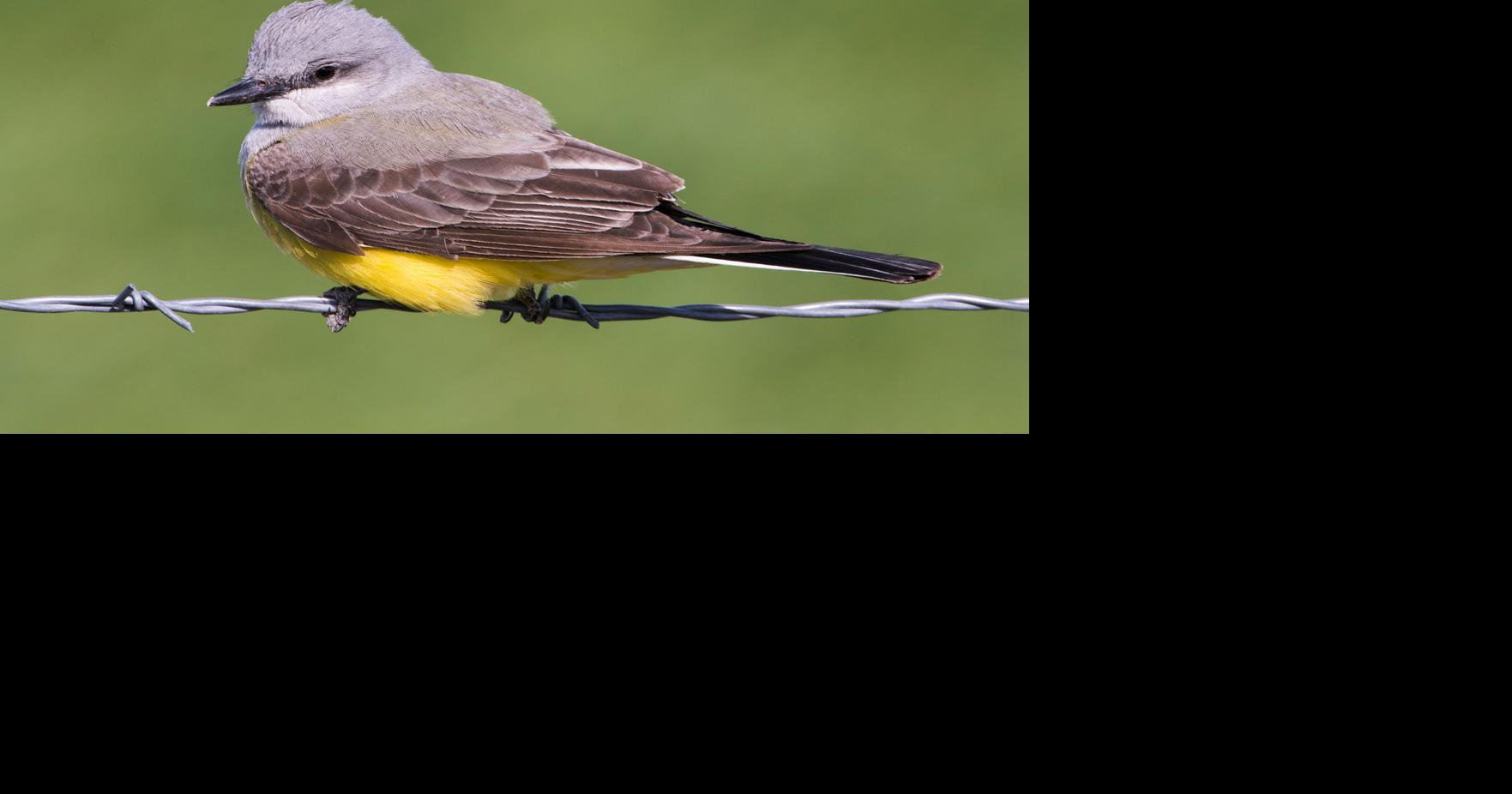 Western Kingbird a favorite to watch and common to our area | Outdoors ...
