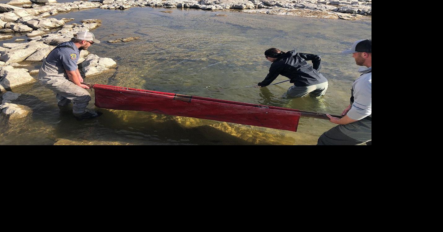 Stranded Snake River white sturgeon rescued from shallow pools ...