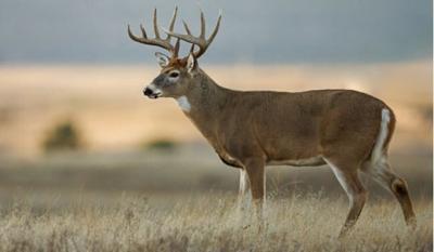 White-tailed deer illegally shot and left to waste | Crime & Courts ...