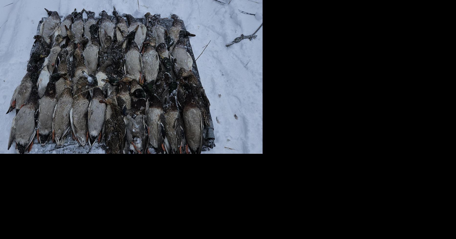Fish and Game investigates 43 dead ducks dumped on Pine Creek Pass ...