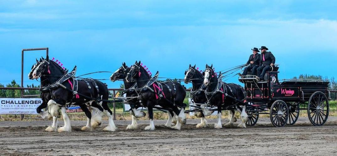 Sharing Shires with the world: Blackfoot family helping with resurgence ...
