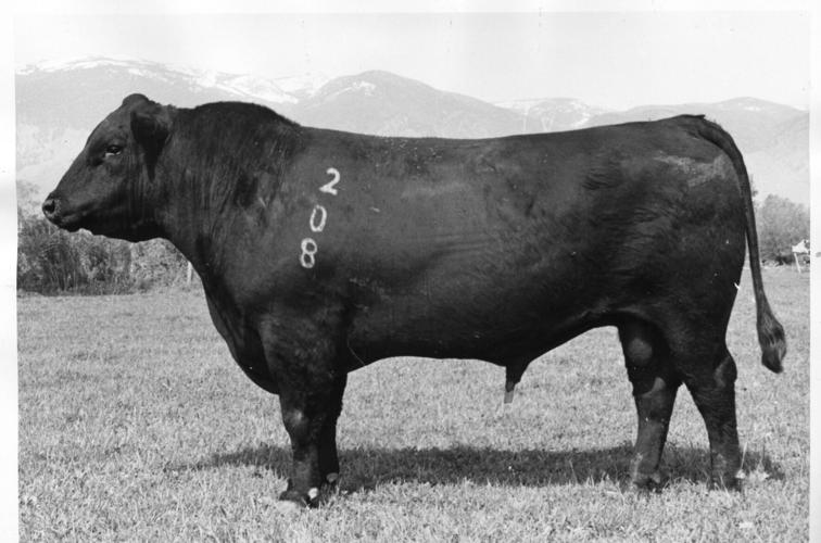 branding cattle with nitrogen