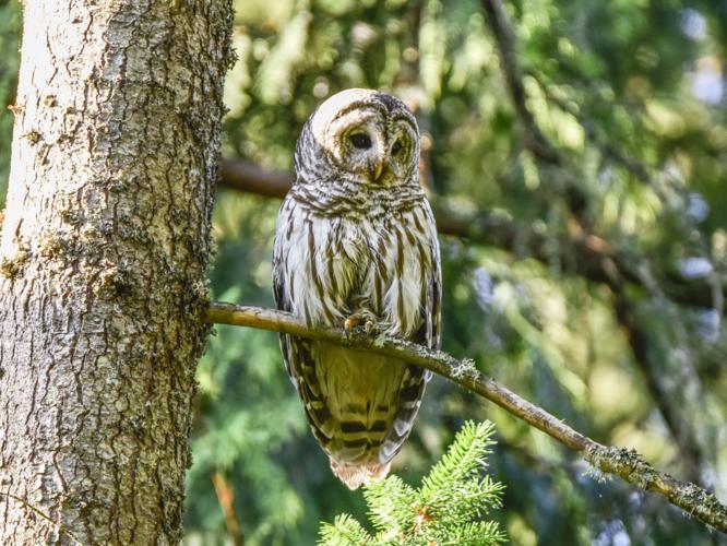 The barred owl expands its range by being a generalist | Outdoors ...