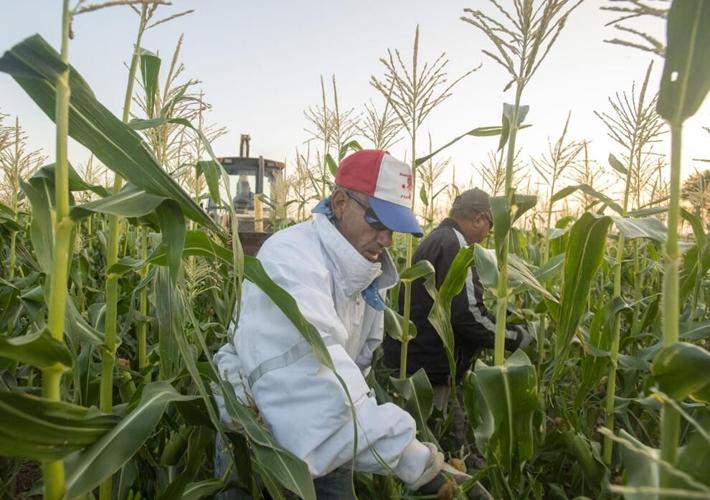 Local farm sells fresh corn at the fair — and throughout the Magic ...