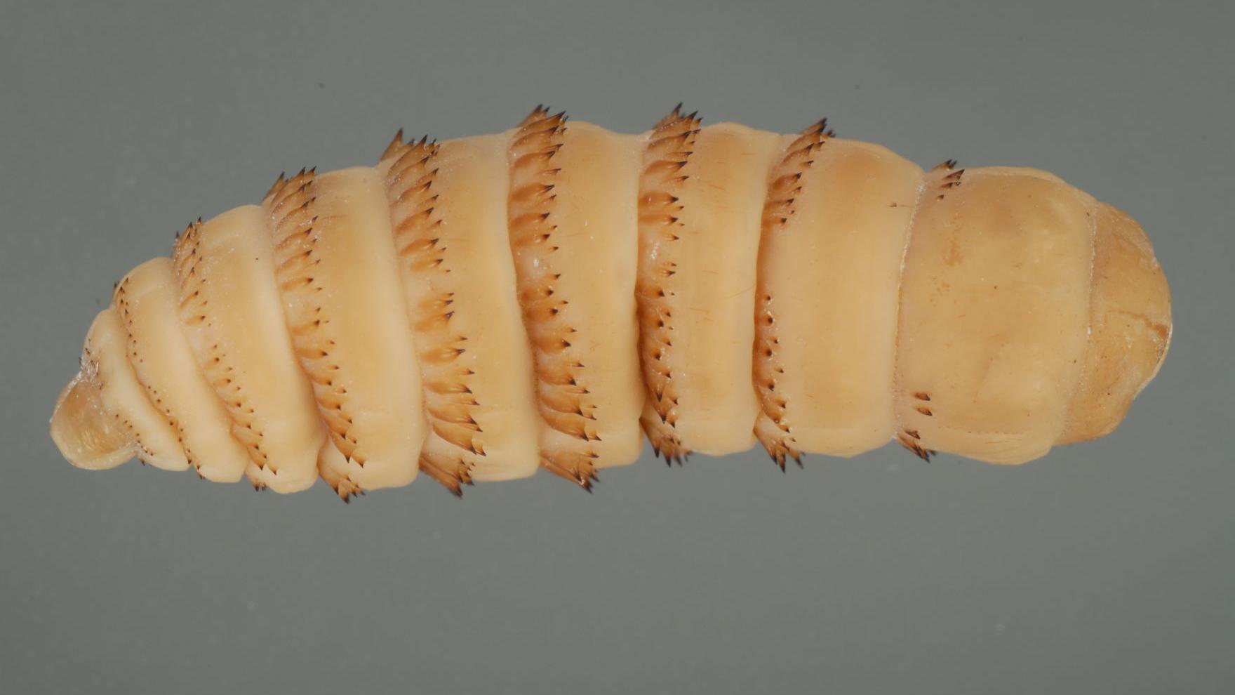 horsefly larvae