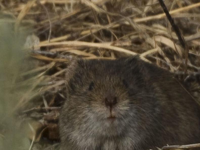 meadow vole