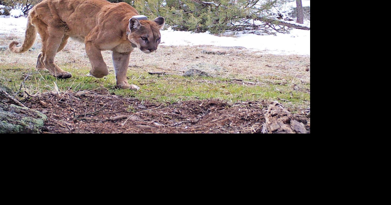 Savvy elk: Elk can be just as good at avoiding cougars and wolves as ...