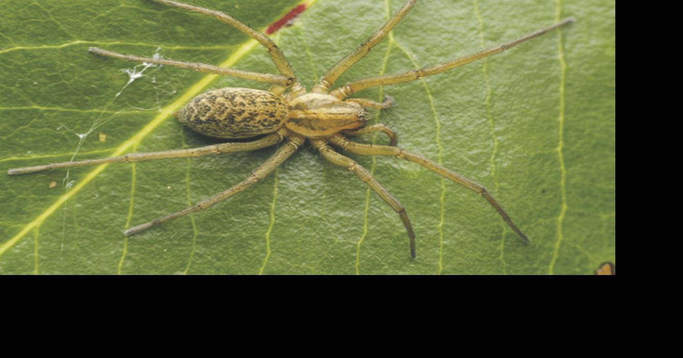 The Bug Box: Hobo spider | Columnists | postregister.com