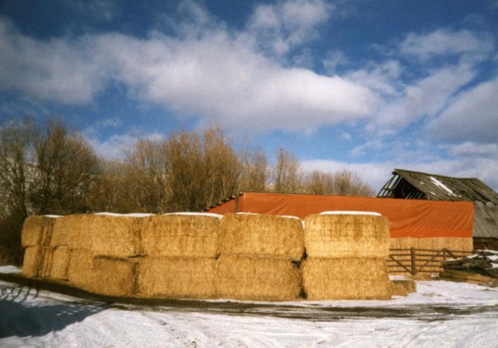 Barnyard Basics: Windbreaks for cattle | Columnists | postregister.com