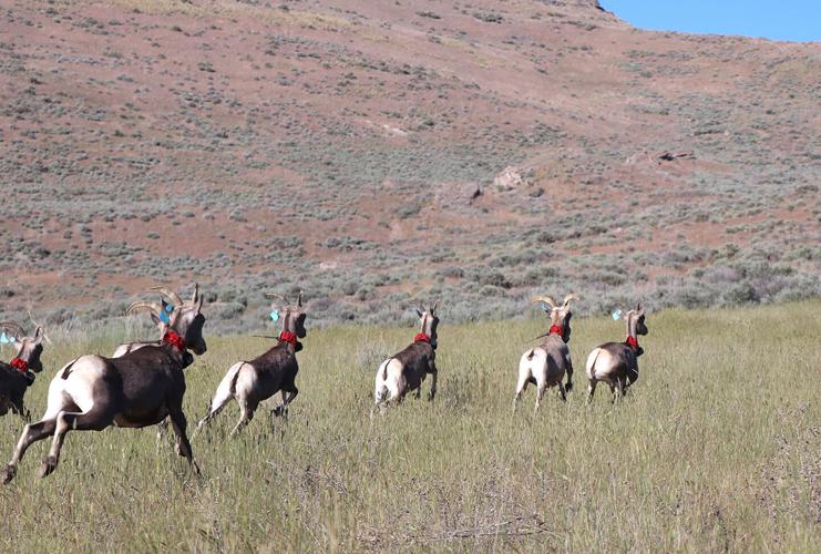 Northern Utah rangeland finds new purpose as nursery for wild bighorn ...