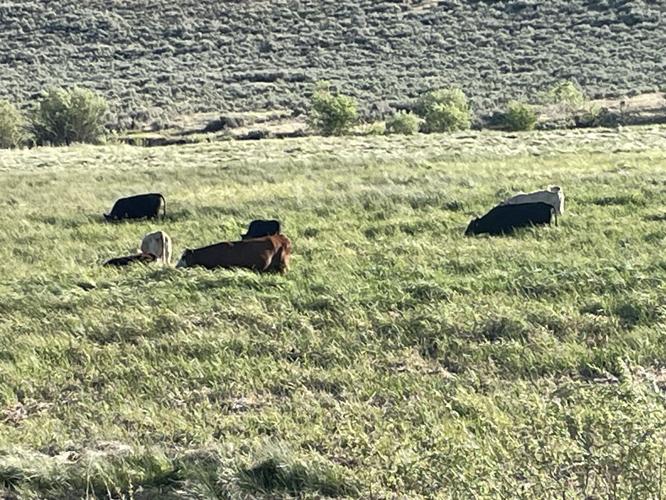 COWBOY SCIENCE: University of Idaho ranch combines Old West with ...